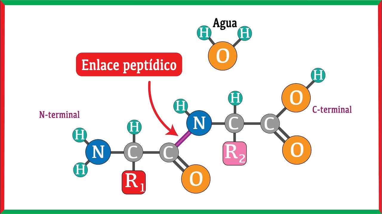 Formación Del Enlace Peptídico Y Su Ruptura Mediante Hidrólisis Youtube