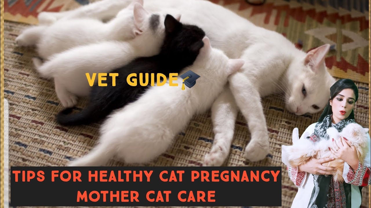 How To Look After A Pregnant Cat Pregnant Cat Care Tips Caring Of