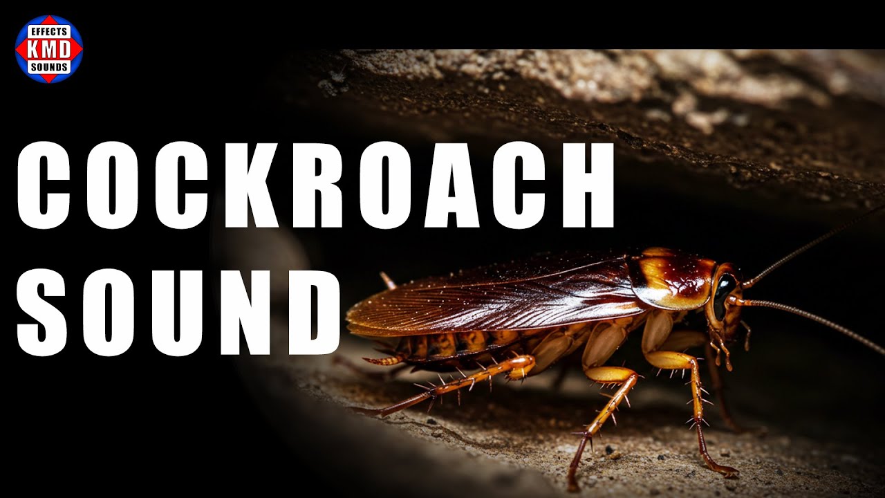 Cockroach Sound Animal Sounds Sound Effects Youtube