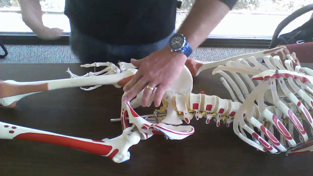 Pubic Tubercle Youtube