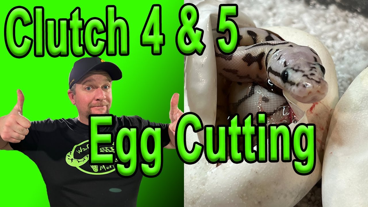 Ball Python Clutch 4 5 Egg Cutting Youtube