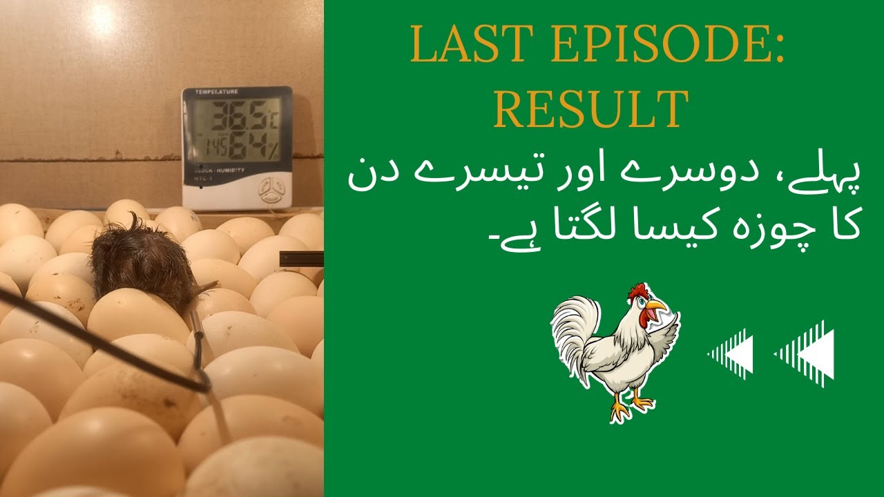 How To Hatch Eggs At Home Hatching Eggs At Home Smart Murgha Day