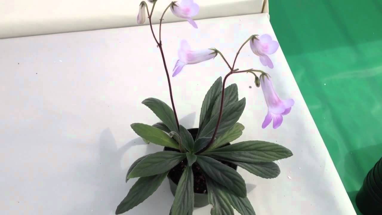 Primulina Gotham Youtube