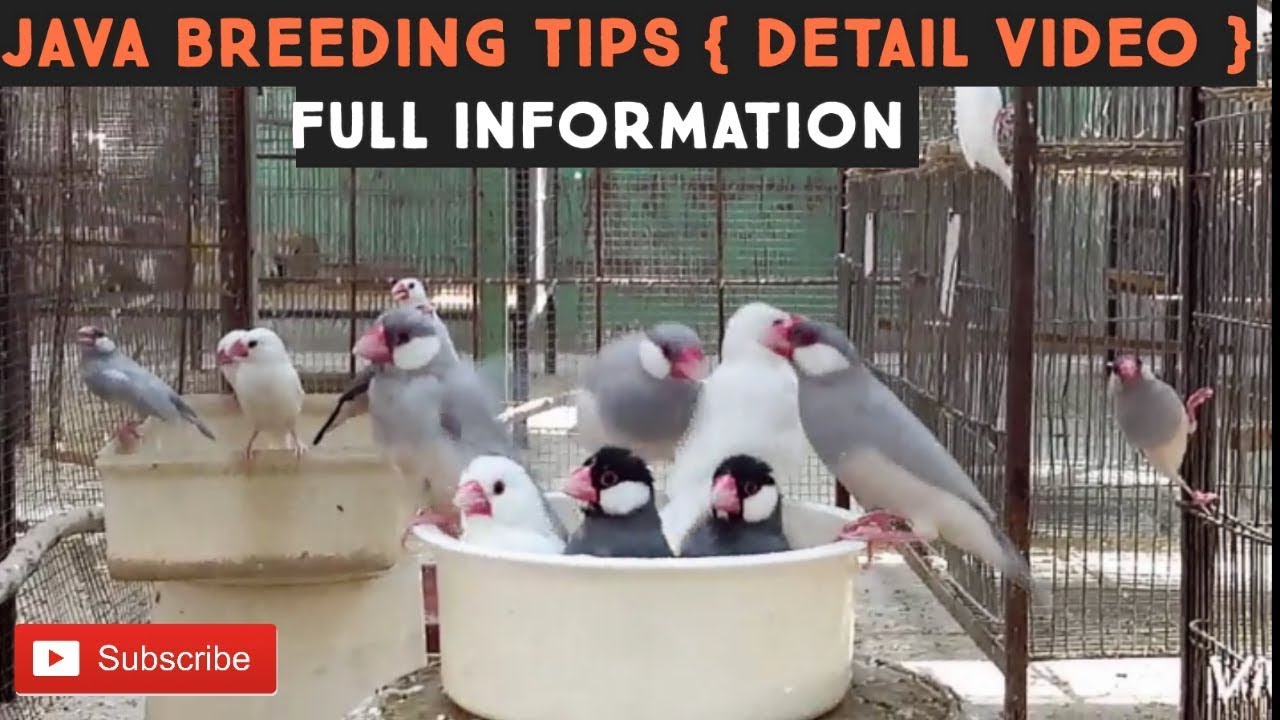 Java Breeding Tips Youtube