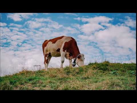 Cow Moo Sound Effect Free Sound Clips Animal Sounds Youtube