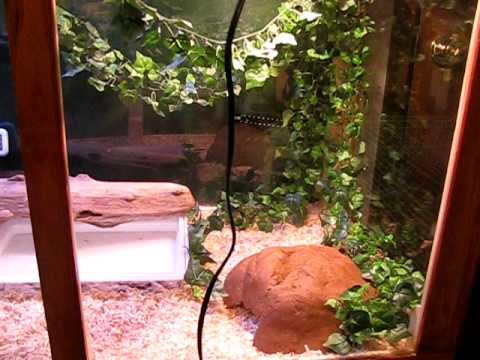 Ball Python Cage Setup Youtube
