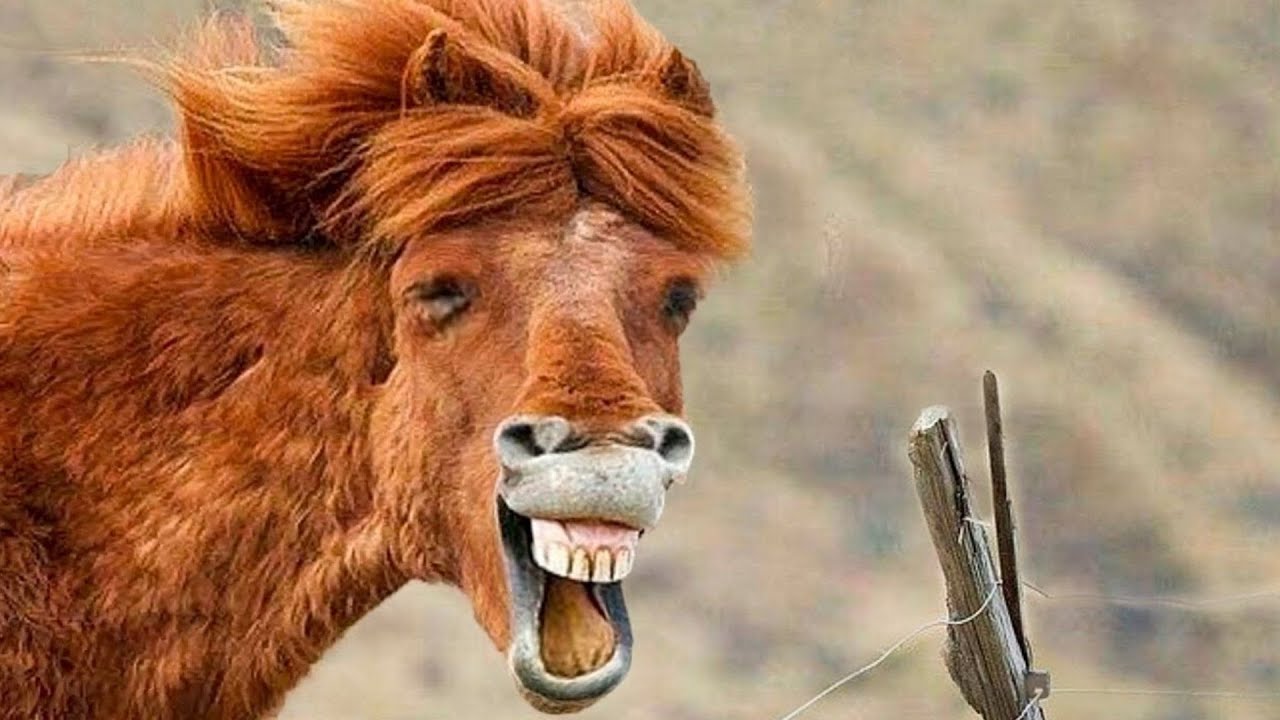 Funny Animals Try Not To Laugh Animals Funny Animal And Human Fails