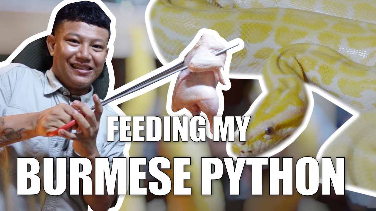 Feeding Burmese Python Youtube