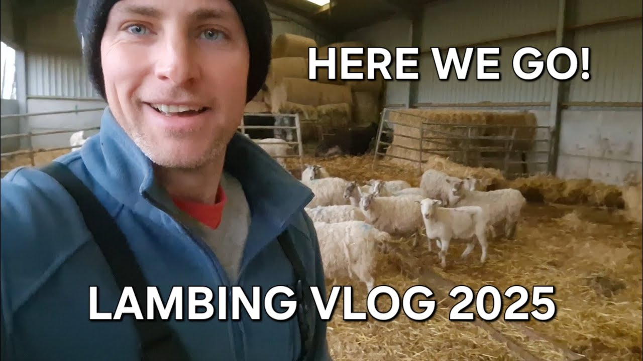 Lambing Begins Vlog Day 1 Sheepfarming Youtube