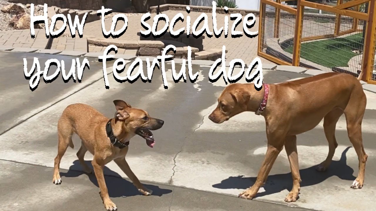 How Do I Socialize My Scared Puppy With Other Dogs