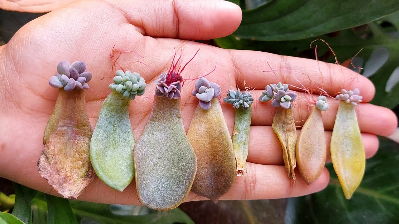 Propagate Succulents From Leaves Like Pro Youtube