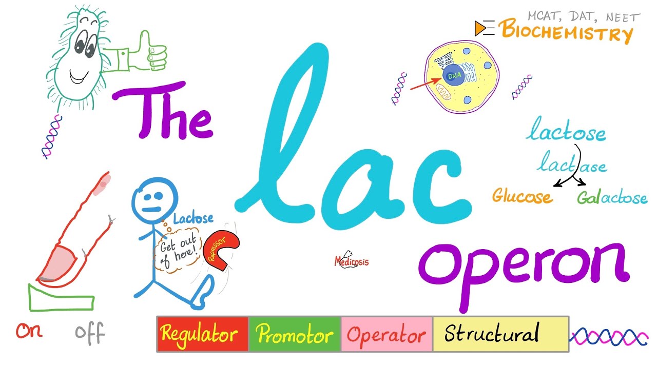 Lac Operon Trp Operon Regulator Promotor Operator A