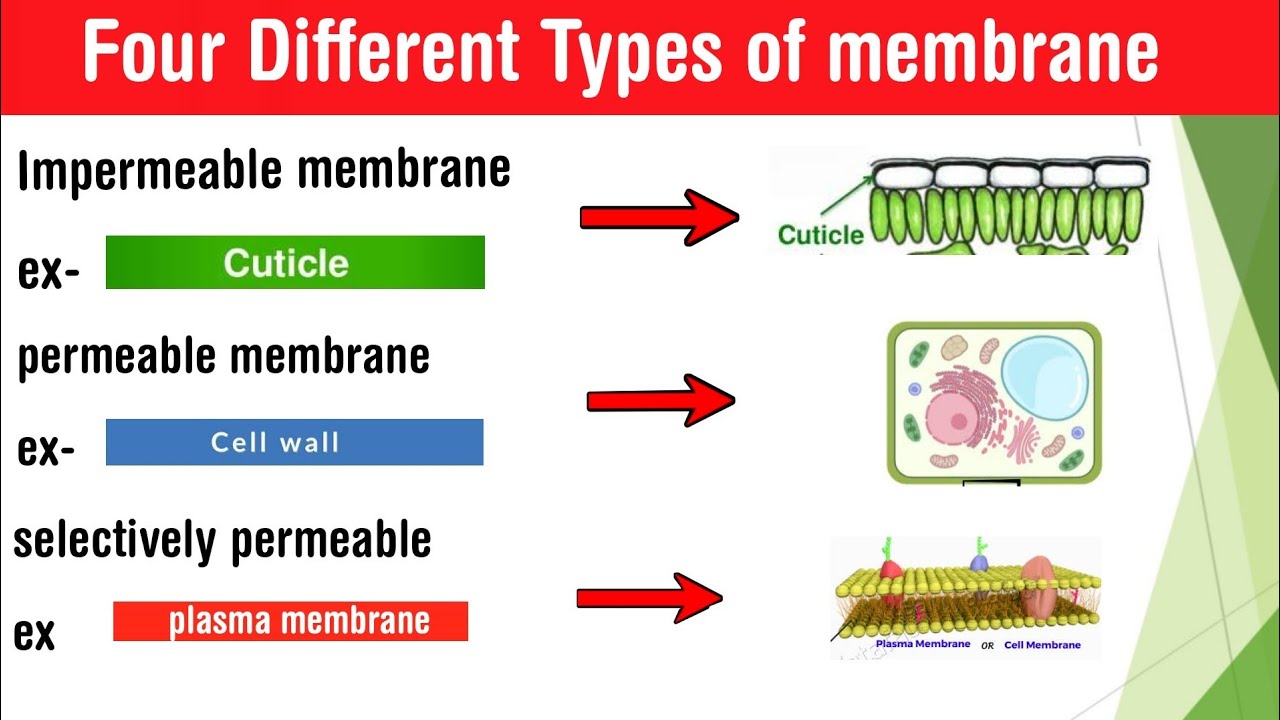 Selectively Permeable Definition