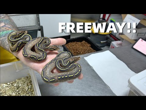 Amazing Freeway Clutch Update Youtube