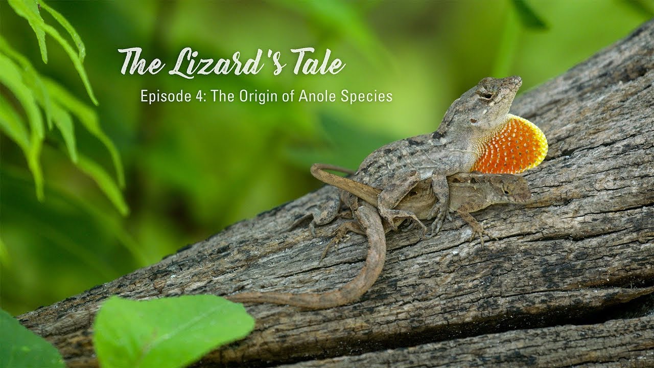 The Lizard S Tale Episode 4 The Origin Of Anole Species Youtube