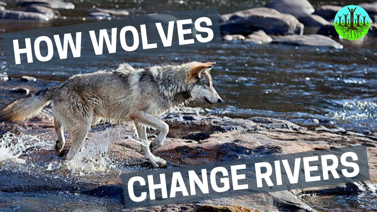 How Wolves Change Rivers Youtube