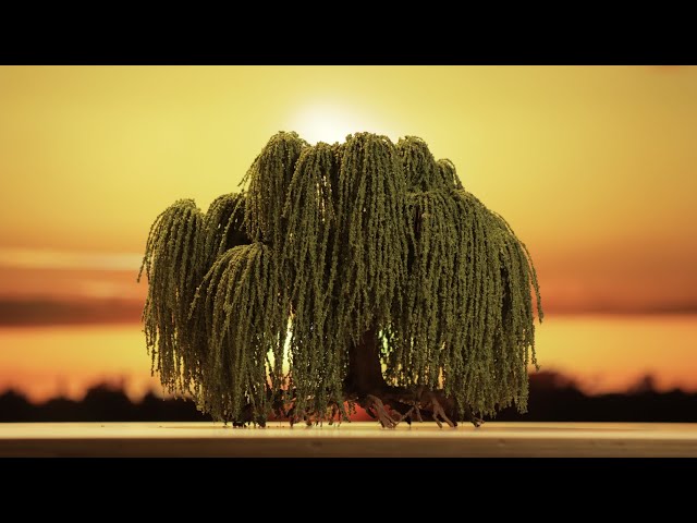 Weeping Willow Tree In Fall
