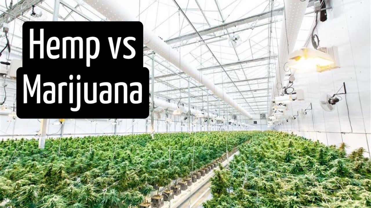 What Is The Difference Between Hemp And Marijuana Discover Marijuana