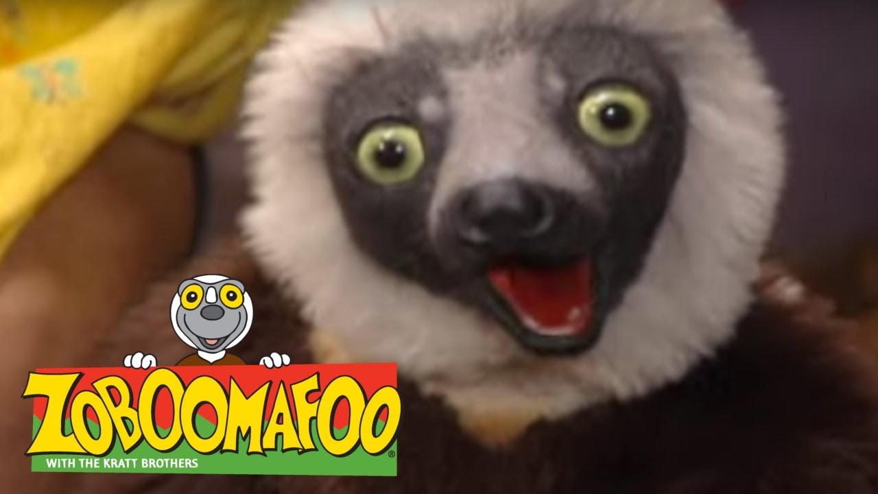 Water Creatures Zoboomafoo At Barbara Moser Blog