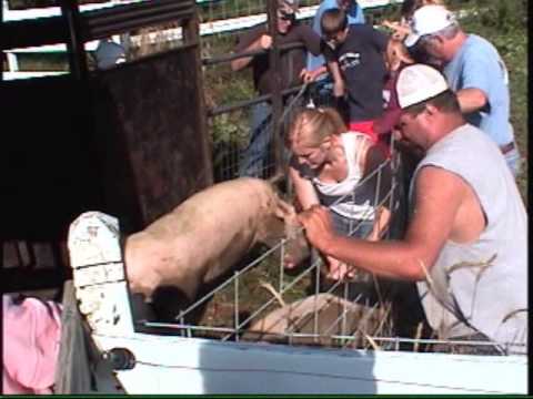 Pig Loading Youtube
