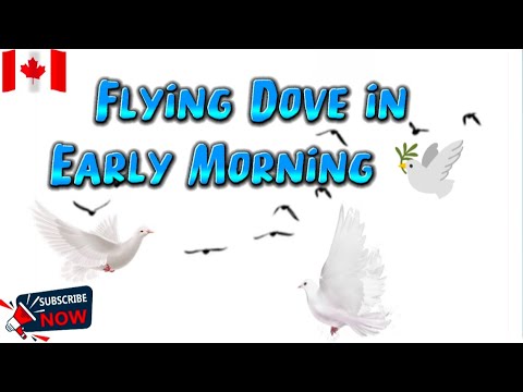 Sky Scribbles By A Morning Dove Skyscribbles Live Featheredpoetry