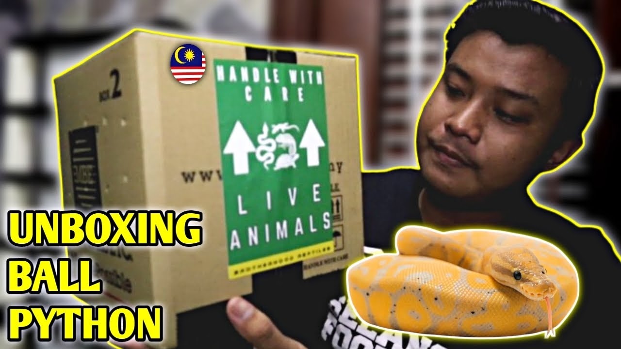 Kena Gigit Dengan Ular 亞 Unboxing Ball Python 2023 Youtube