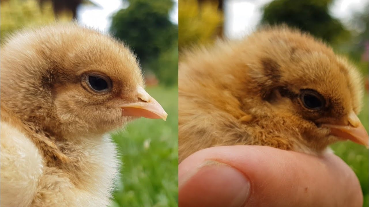 Difference Between A Male And Female Chick At Kenneth Bromley Blog
