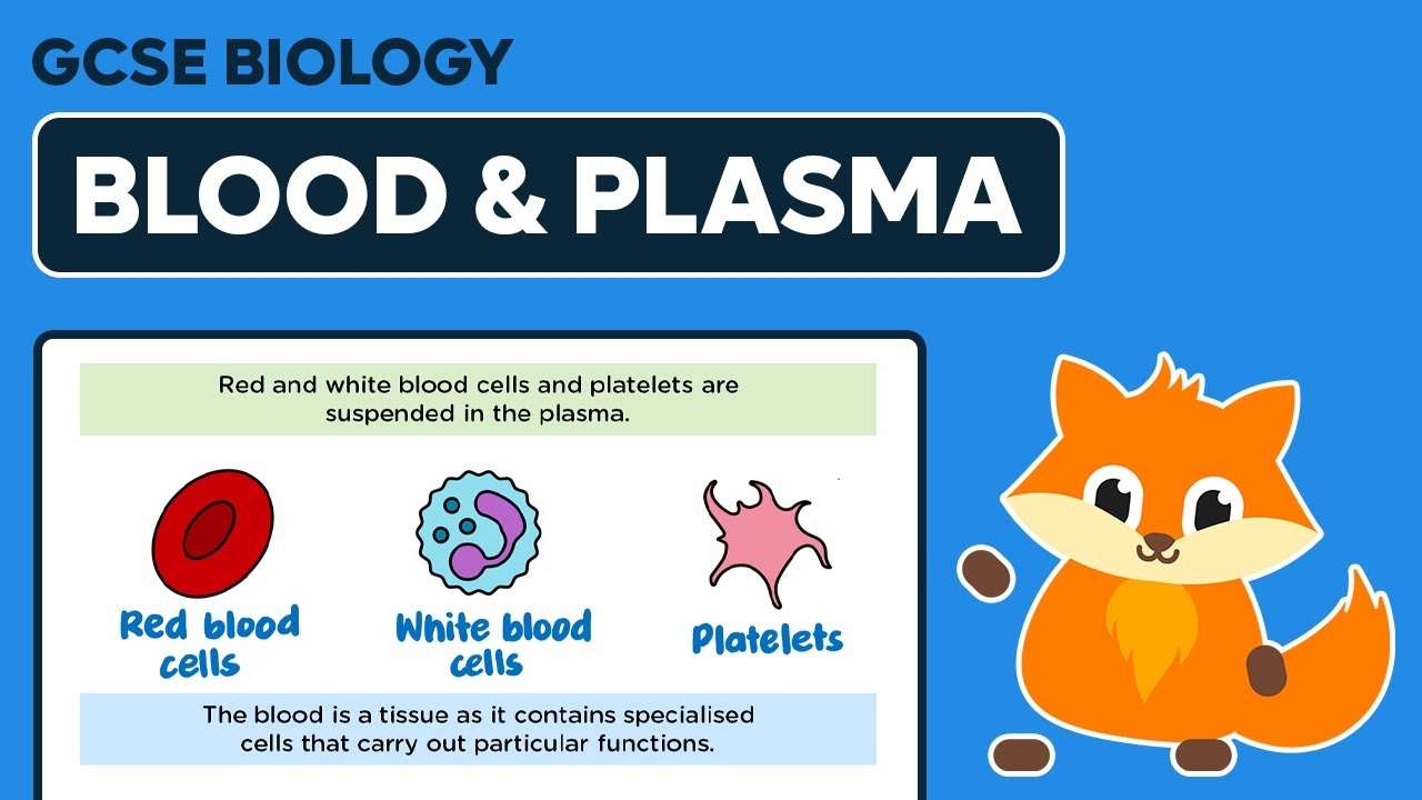 Blood Plasma Gcse Biology Youtube