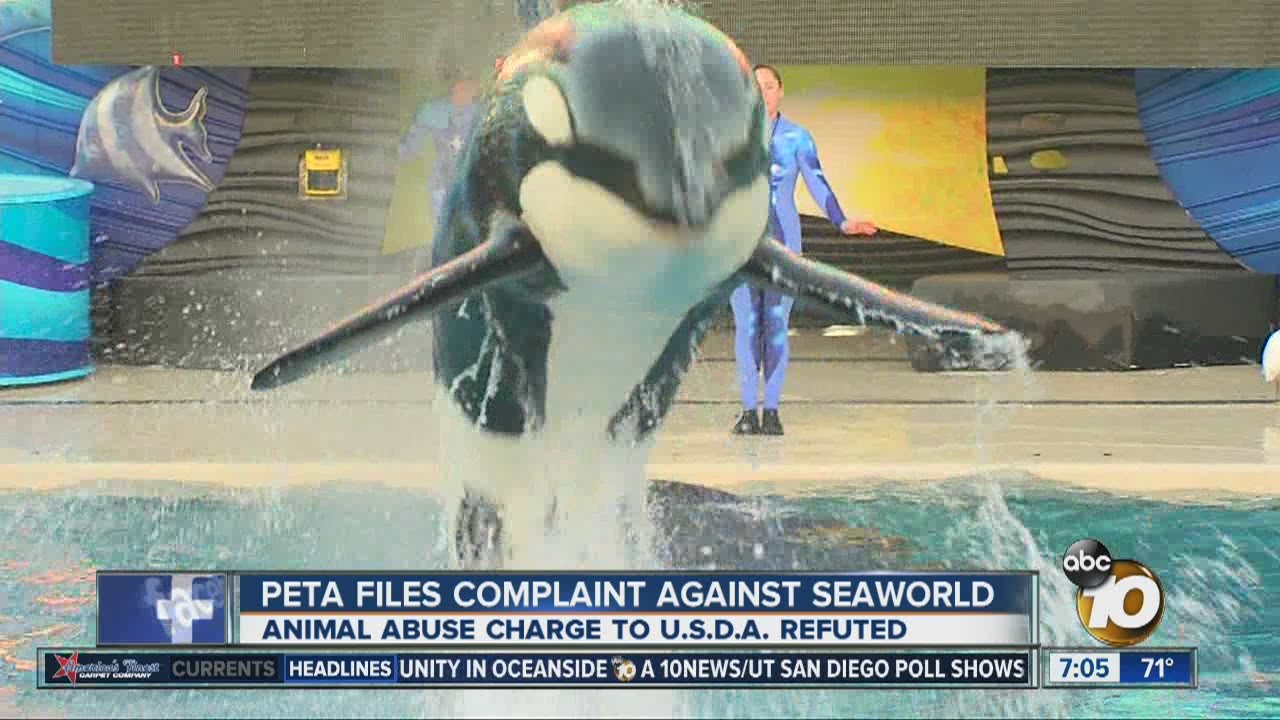 Peta Accuses Seaworld Of Mistreating Animals In New Claim Youtube