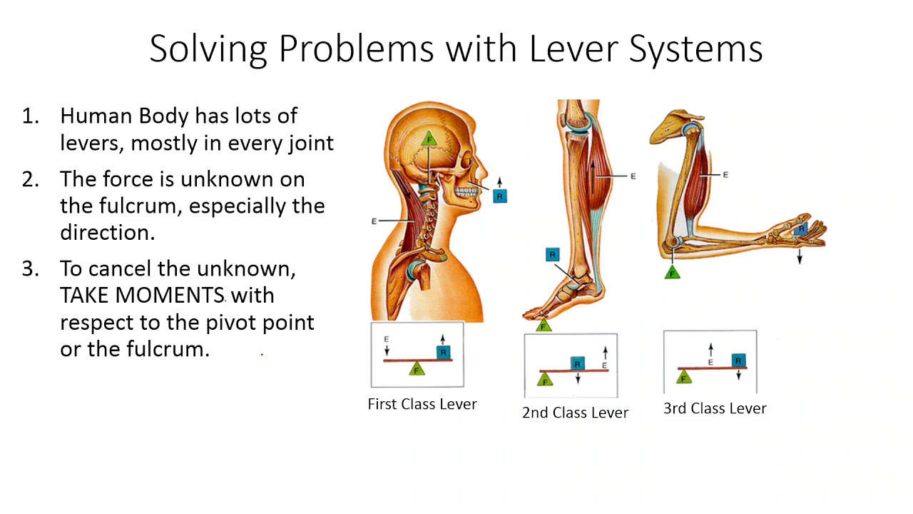 Examples Of Third Class Levers In The Human Body