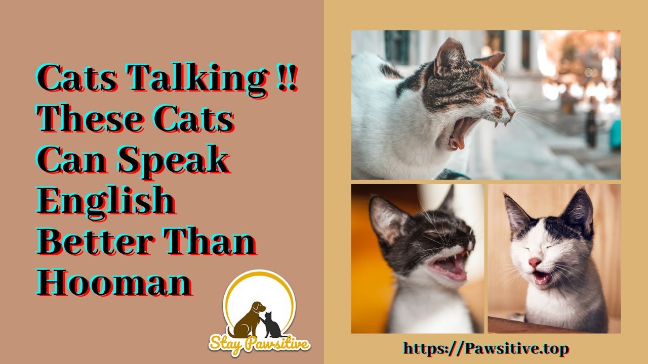 Funny Cats Talking These Cats Can Speak English Better Than Hooman