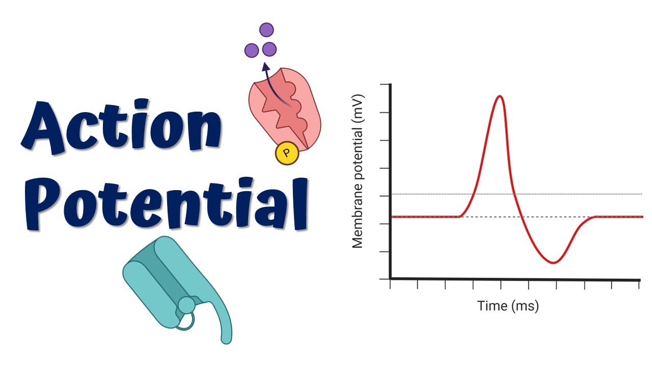 Action Potential Neuron Animation Biopsychology Synaptic Transmission