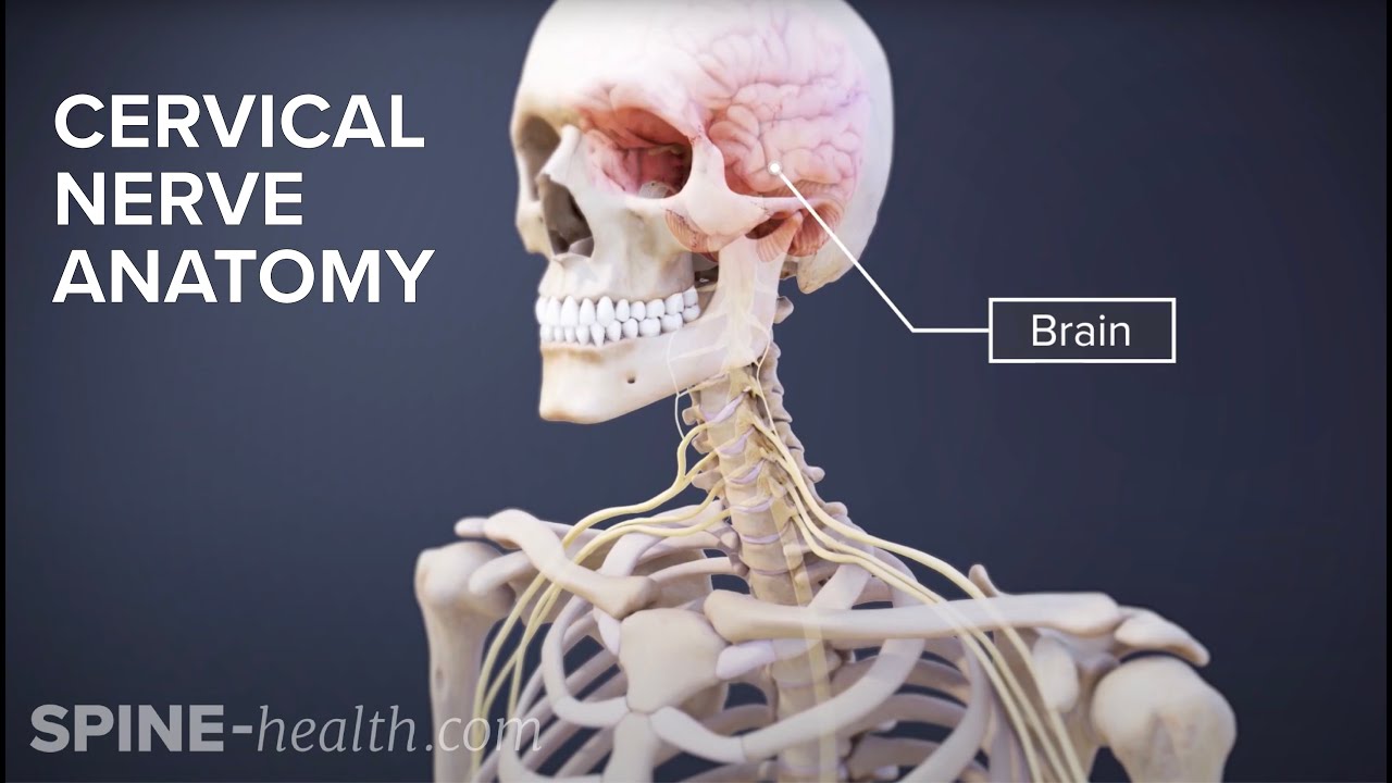 Cervical Nerve Anatomy Animation Youtube