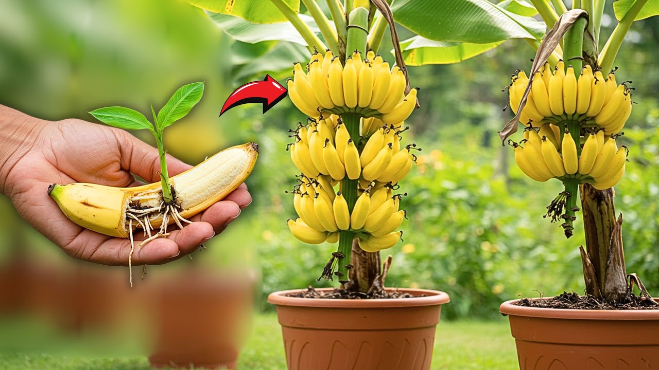 How To Grow Banana Trees From Banana Fruit Growing Banana Plant From