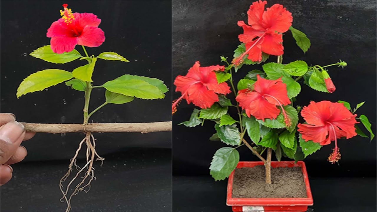 How Do You Propagate Hibiscus At Marc Rogers Blog