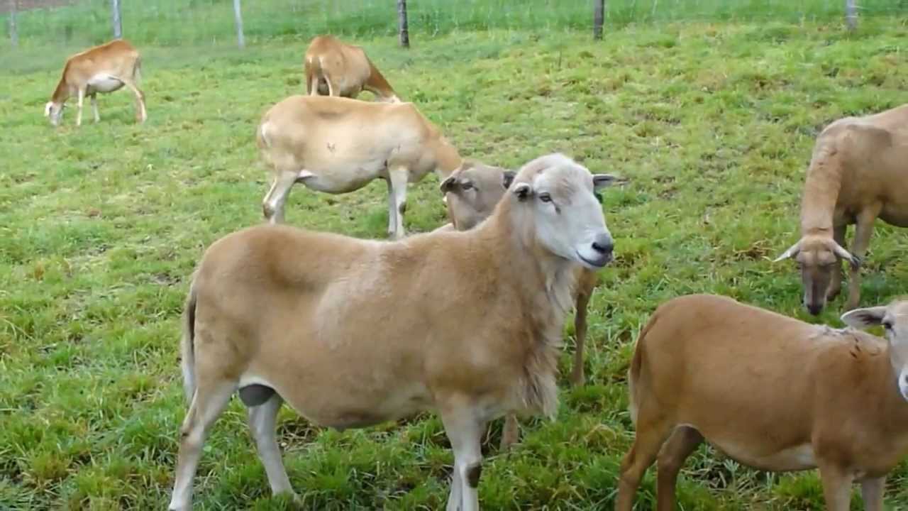 Ovejas Ecuador Pelibuey Puras Youtube