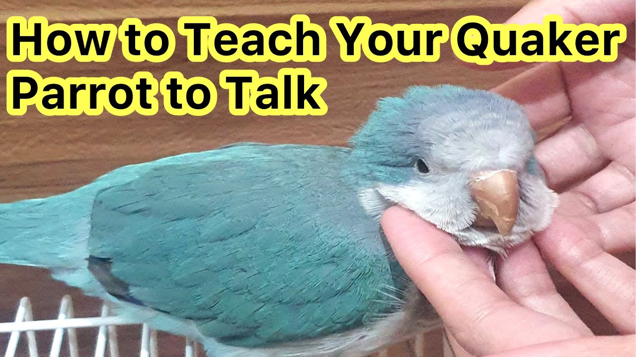 How To Teach Your Quaker Parrot To Talk Talking Parrot Parrots Youtube