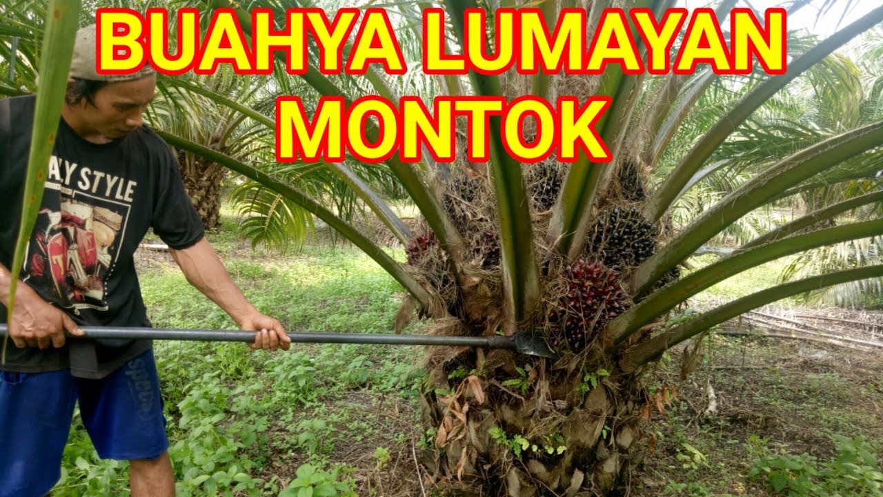 Aku Sebatang Pokok Kelapa Sawit Berita Lelaki Mati Dihimpit Lori