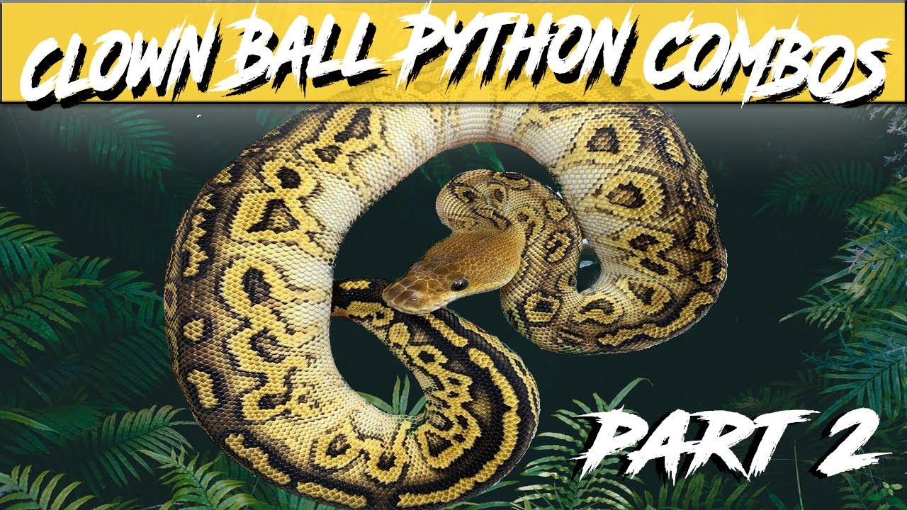 Clown Ball Python Morph Combos Part 2 Jack S Reptiles Youtube