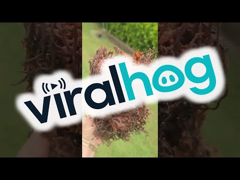 A Guide To Native Bees Of Australia Csiro