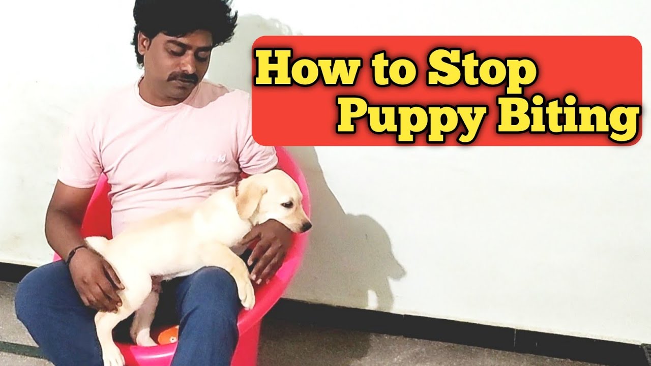 How To Stop Puppy Biting Nipping My Experiences Tips That Actually
