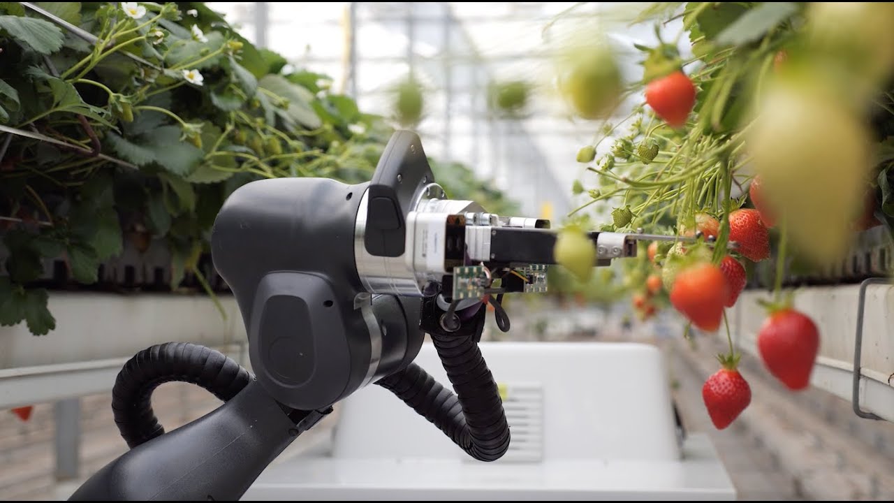 Strawberry Harvesting Robot Berry Youtube