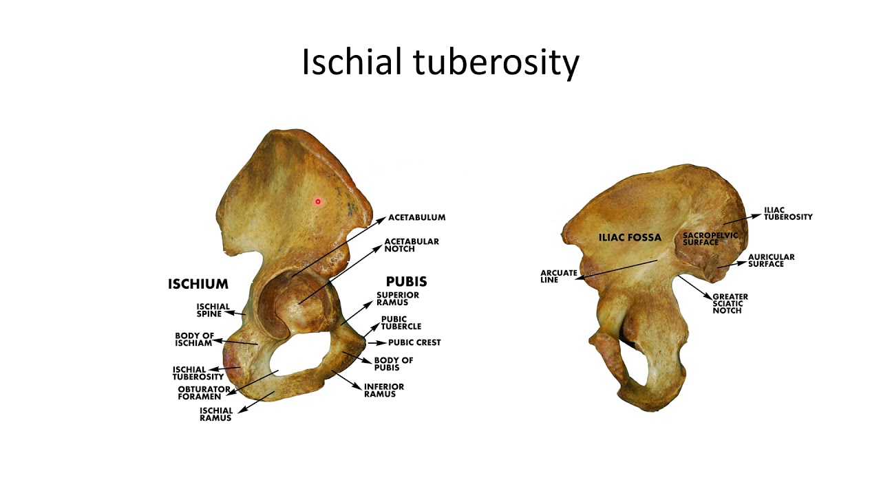 Ischial Tuberosity Muscles