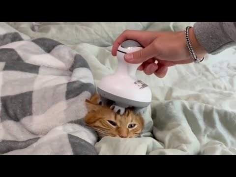 Spa Day For My Cat Asmr ｹ Youtube