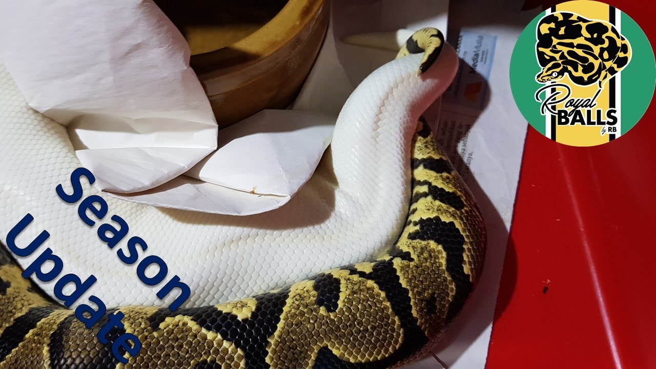Breeding Ball Pythons Season Update Youtube