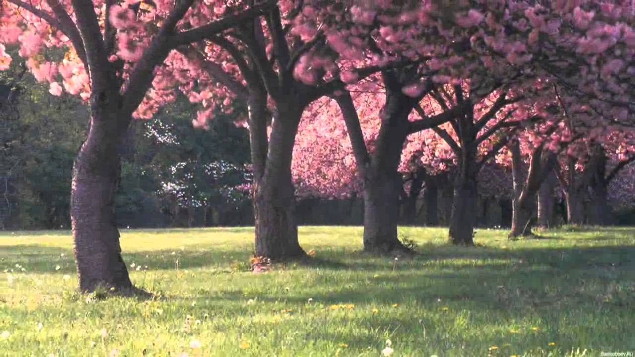 Spring Youtube