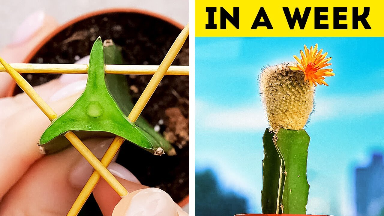 Top Planting Techniques For Beginners Youtube