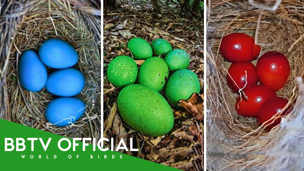 30 Most Unique Bird Eggs In The World Wildlife Documentary Bbtv