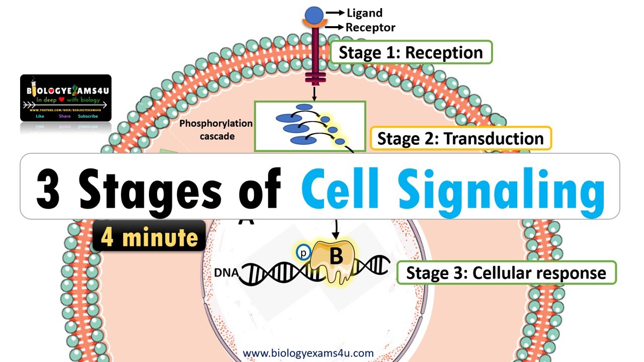 Cell Proliferation Signaling Pathway Signaling Cascades