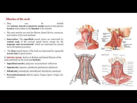 Lecture 2 Anatomy Youtube